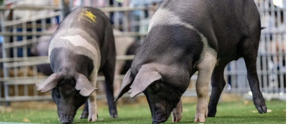 RAS Competitions Administration System